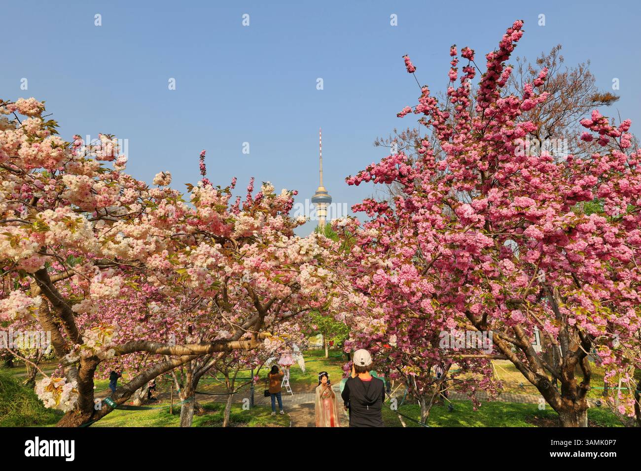 Cherry blossoms are in full bloom at Yuyuantan Park in Beijing, China ...