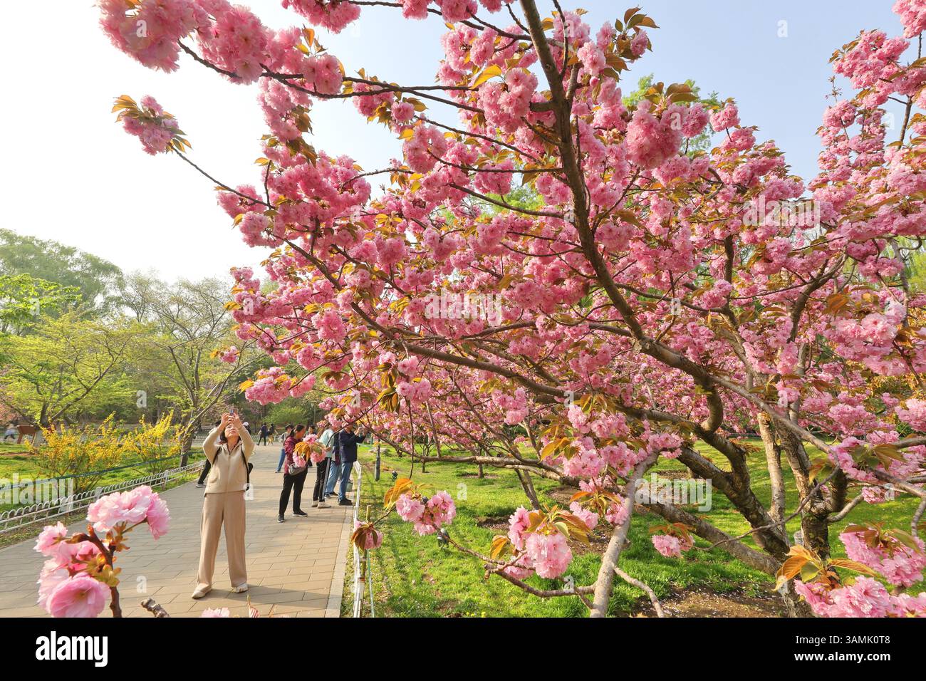 Cherry blossoms are in full bloom at Yuyuantan Park in Beijing, China ...