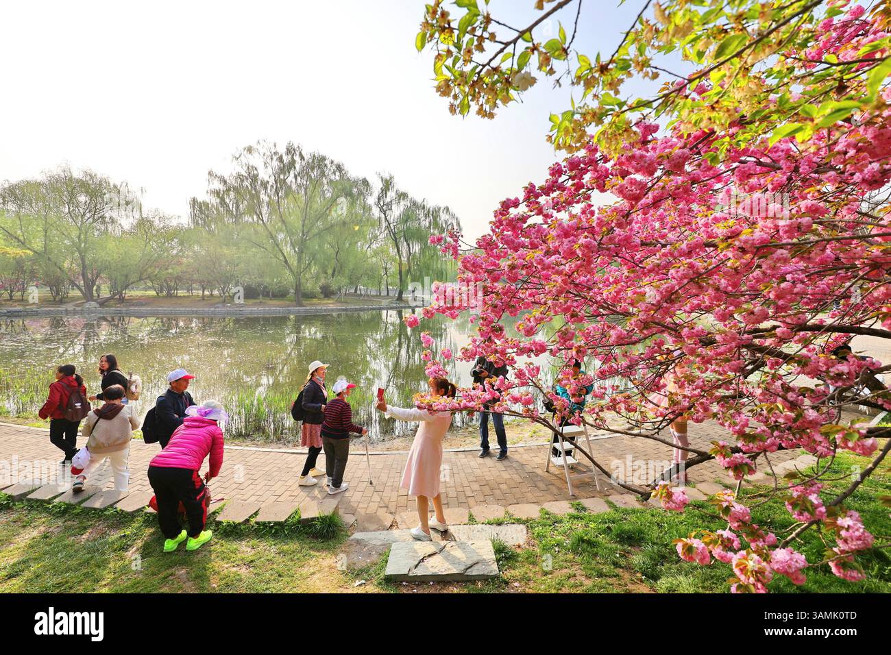 Cherry blossoms are in full bloom at Yuyuantan Park in Beijing, China ...
