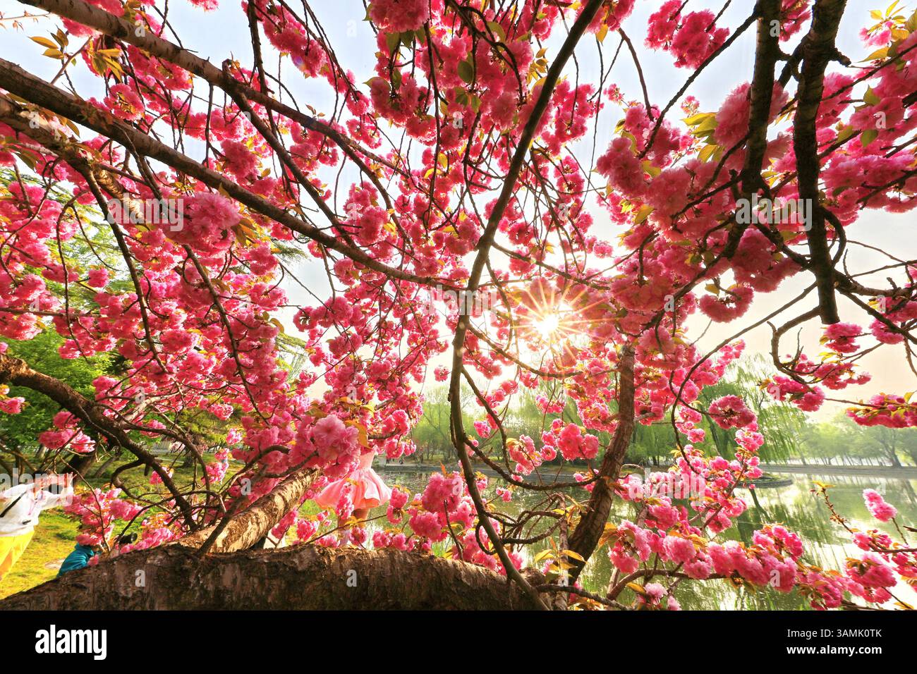Cherry blossoms are in full bloom at Yuyuantan Park in Beijing, China ...