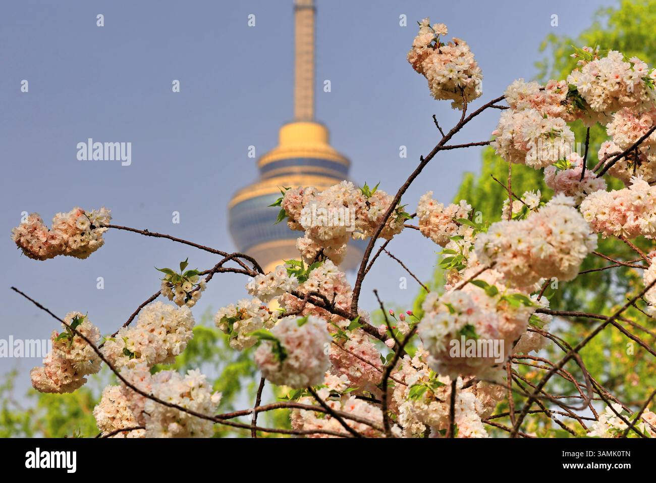 Cherry blossoms are in full bloom at Yuyuantan Park in Beijing, China ...