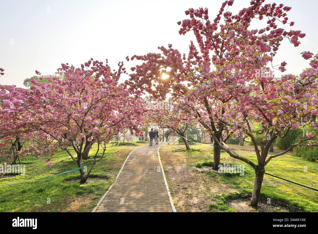 Cherry blossoms are in full bloom at Yuyuantan Park in Beijing, China ...