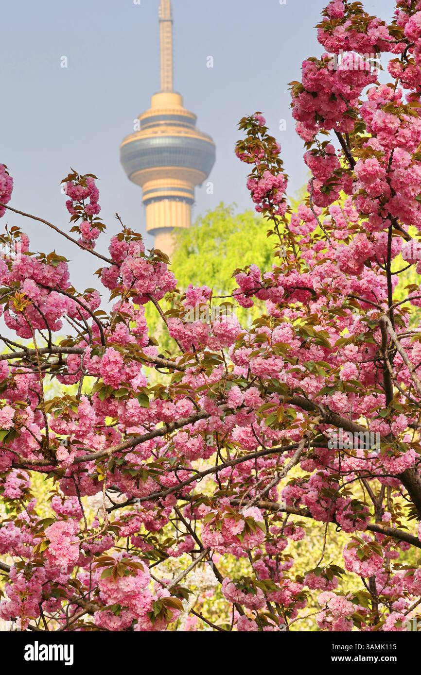 Cherry blossoms are in full bloom at Yuyuantan Park in Beijing, China ...