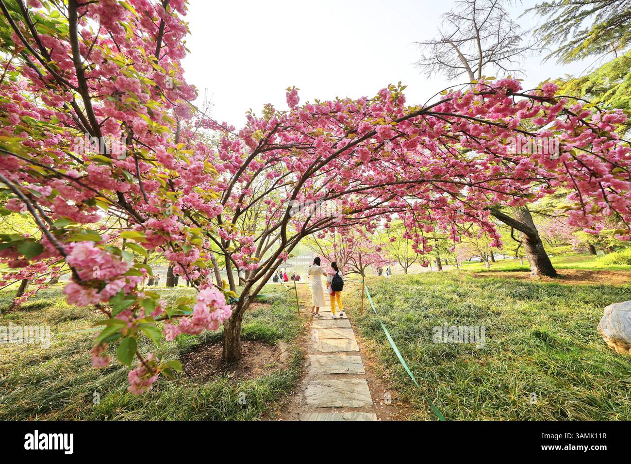 Cherry blossoms are in full bloom at Yuyuantan Park in Beijing, China ...