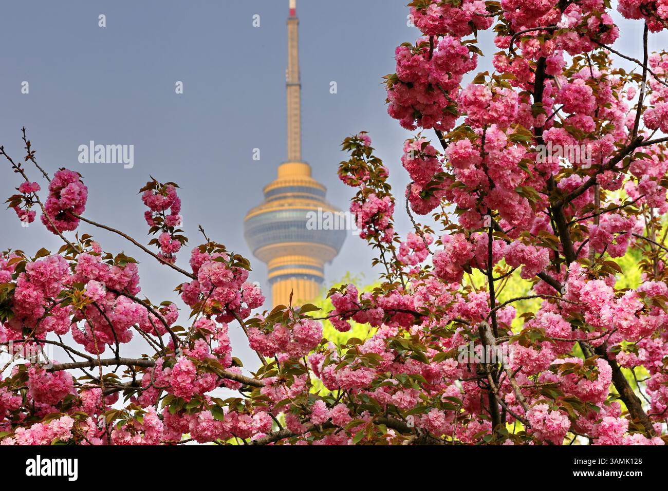 Cherry blossoms are in full bloom at Yuyuantan Park in Beijing, China ...