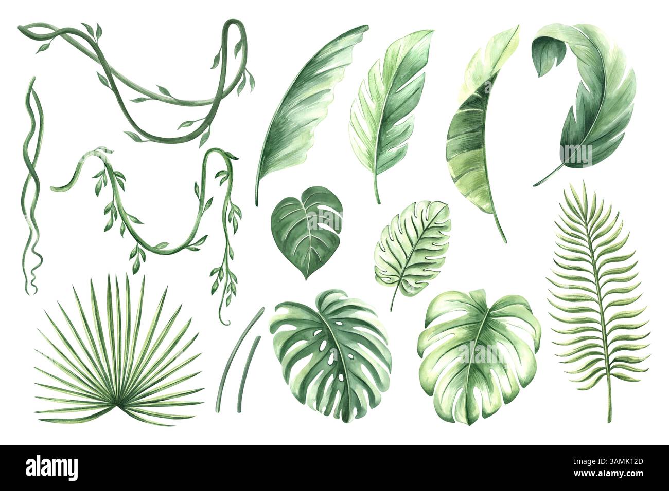Watercolor tropical plants set. Palm leaves and liana, monstera and ...