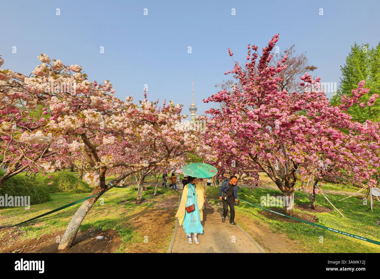 Cherry blossoms are in full bloom at Yuyuantan Park in Beijing, China ...