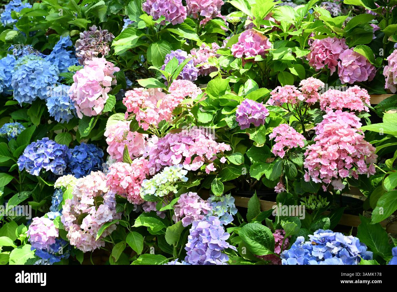 Colorful hydrangea flowers bloom in Chongqing, China, 10 April, 2025 ...