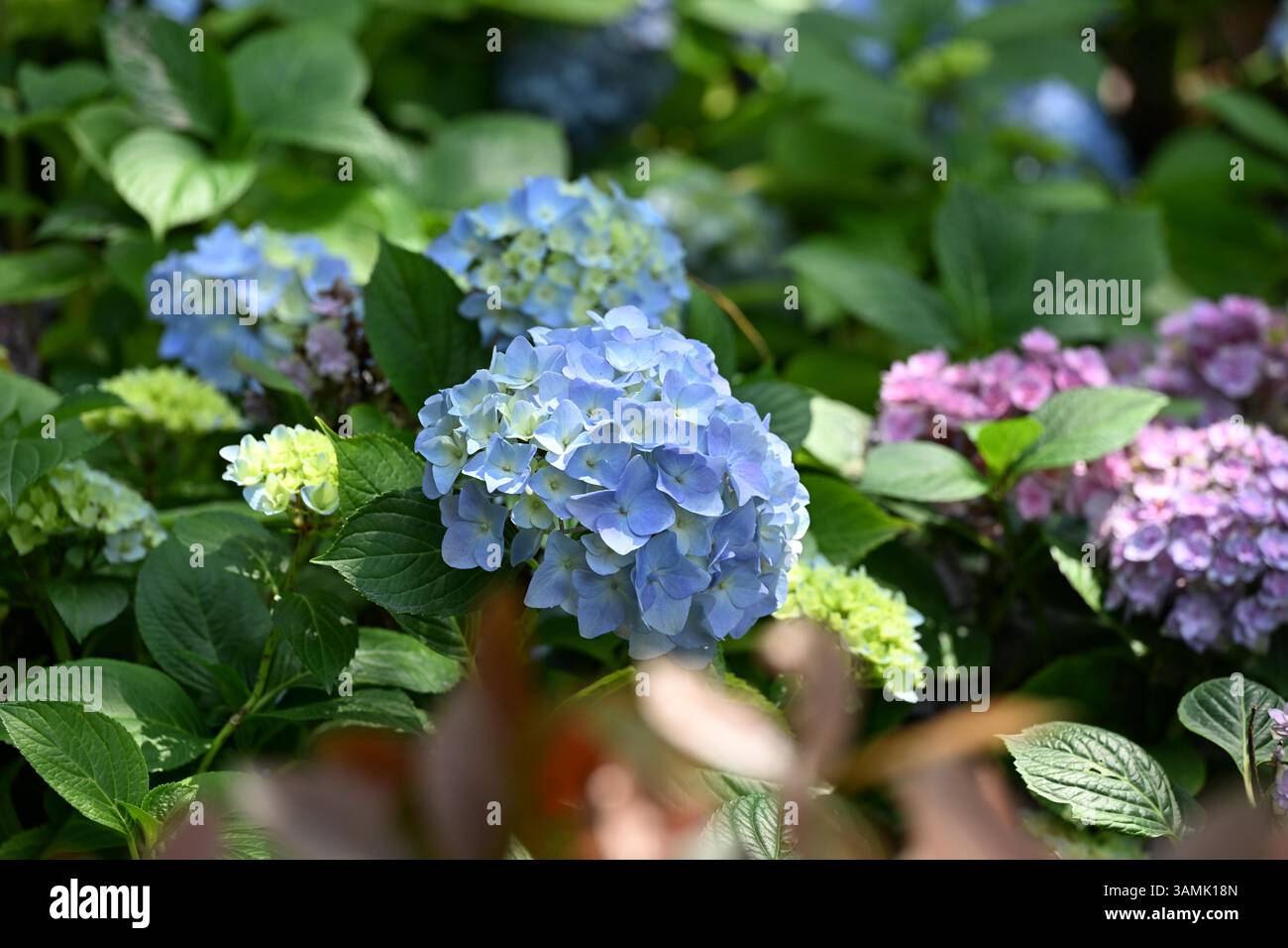 Colorful hydrangea flowers bloom in Chongqing, China, 10 April, 2025 ...