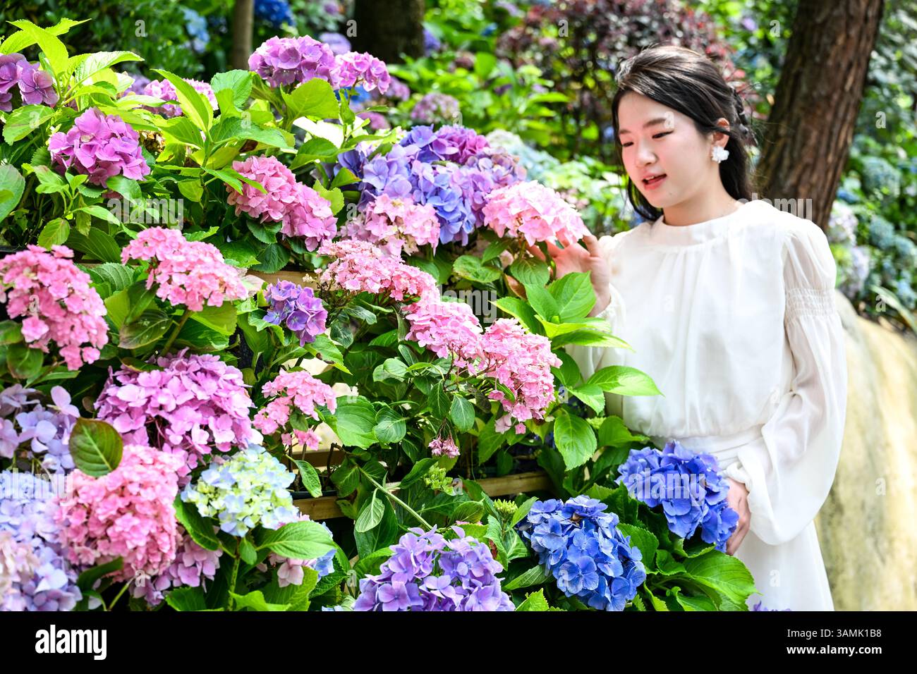 Colorful hydrangea flowers bloom in Chongqing, China, 10 April, 2025 ...
