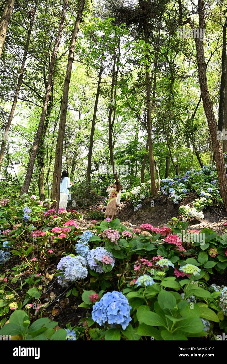 Colorful hydrangea flowers bloom in Chongqing, China, 10 April, 2025 ...