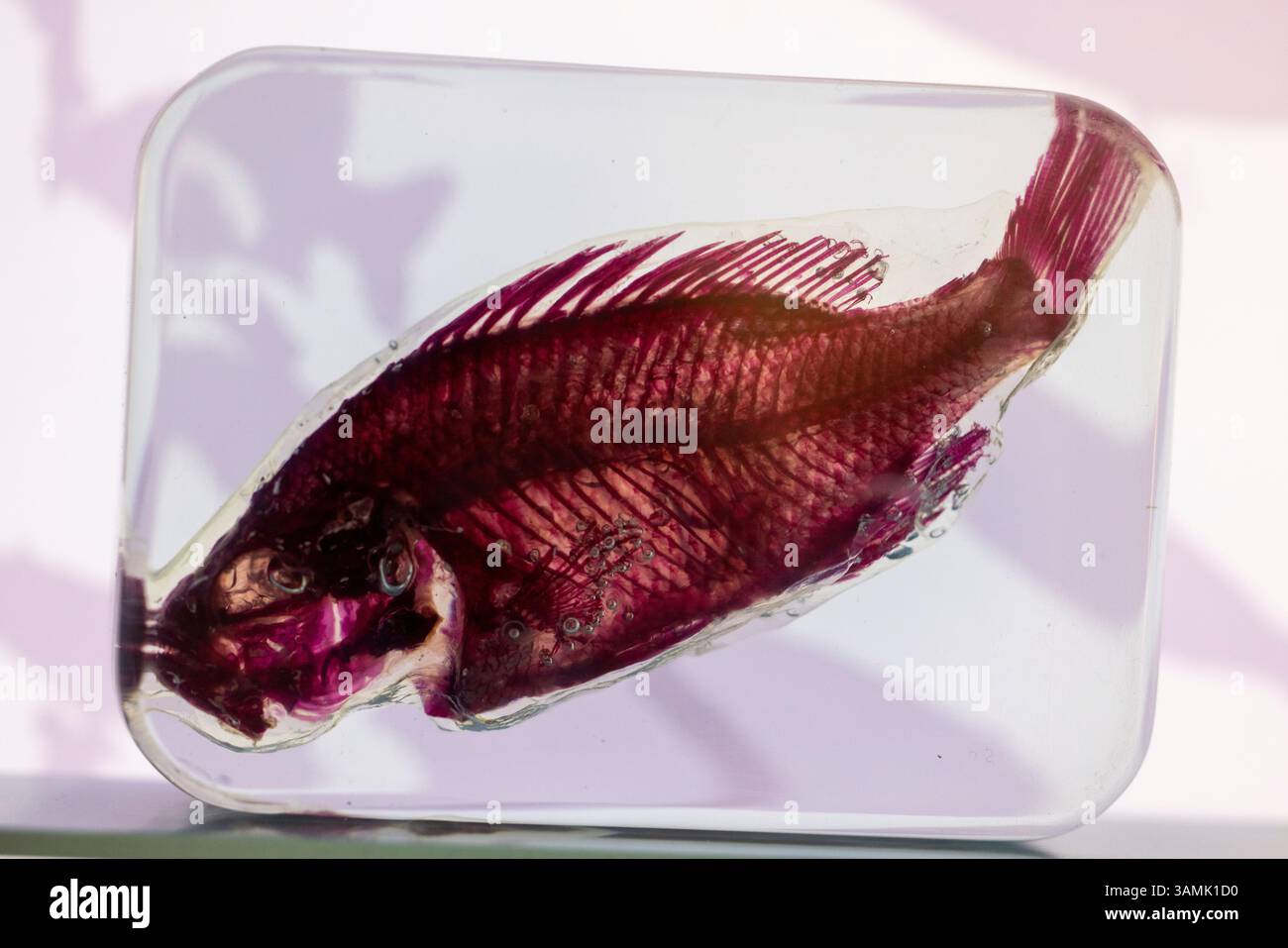 Messel, Germany. 11th Apr, 2025. A "sunfish" embedded in a metacrylate ...