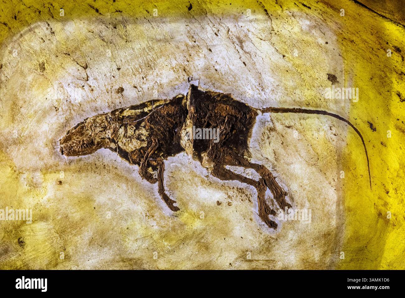 Messel, Germany. 11th Apr, 2025. An insectivore is one of the fossils ...