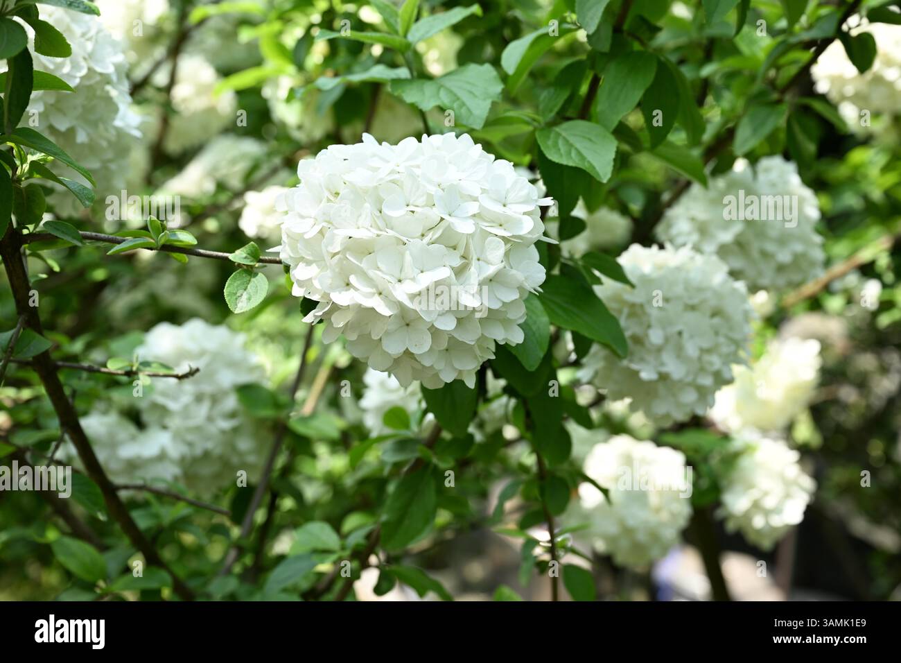 Colorful hydrangea flowers bloom in Chongqing, China, 10 April, 2025 ...