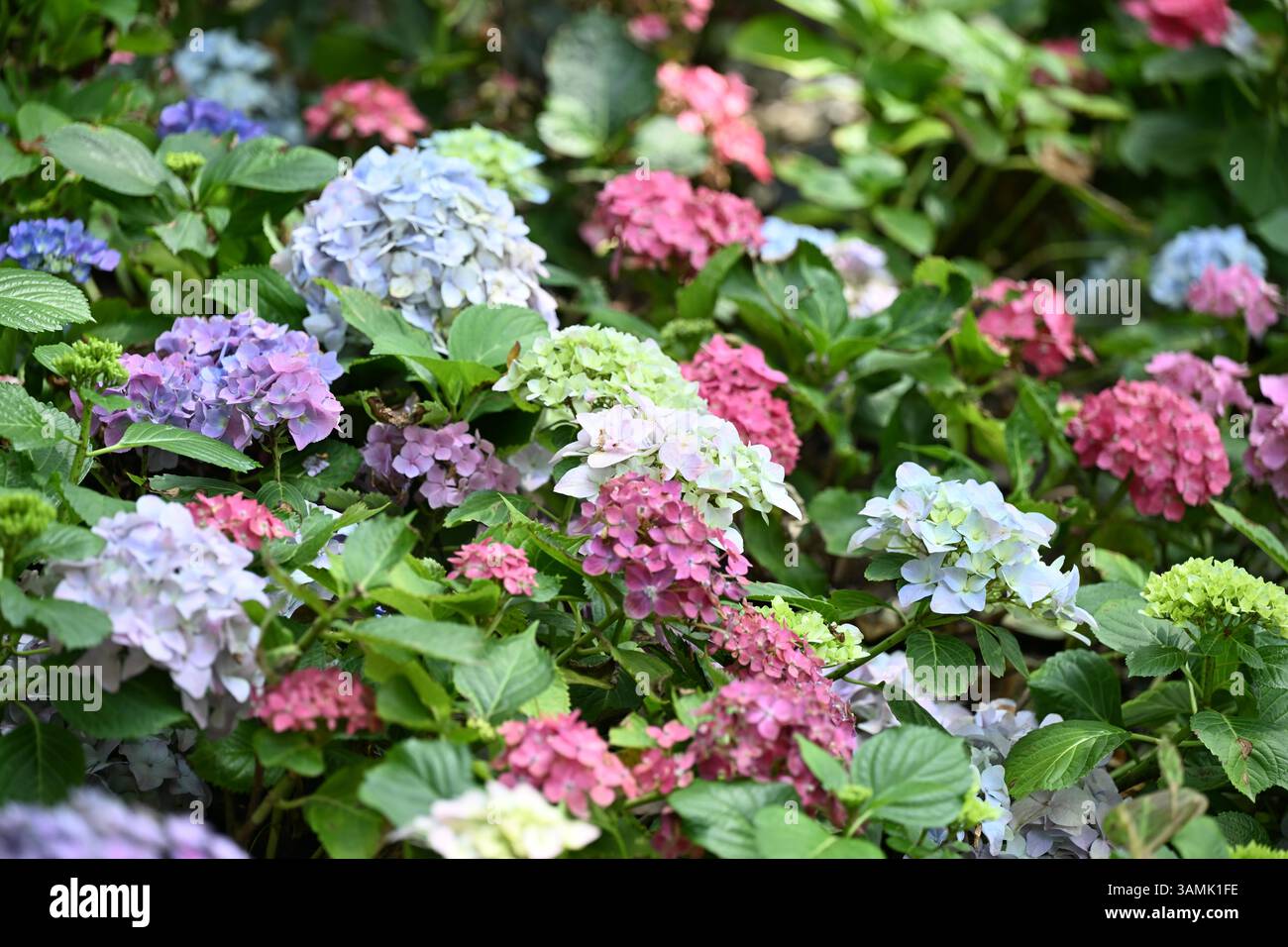 Colorful hydrangea flowers bloom in Chongqing, China, 10 April, 2025 ...