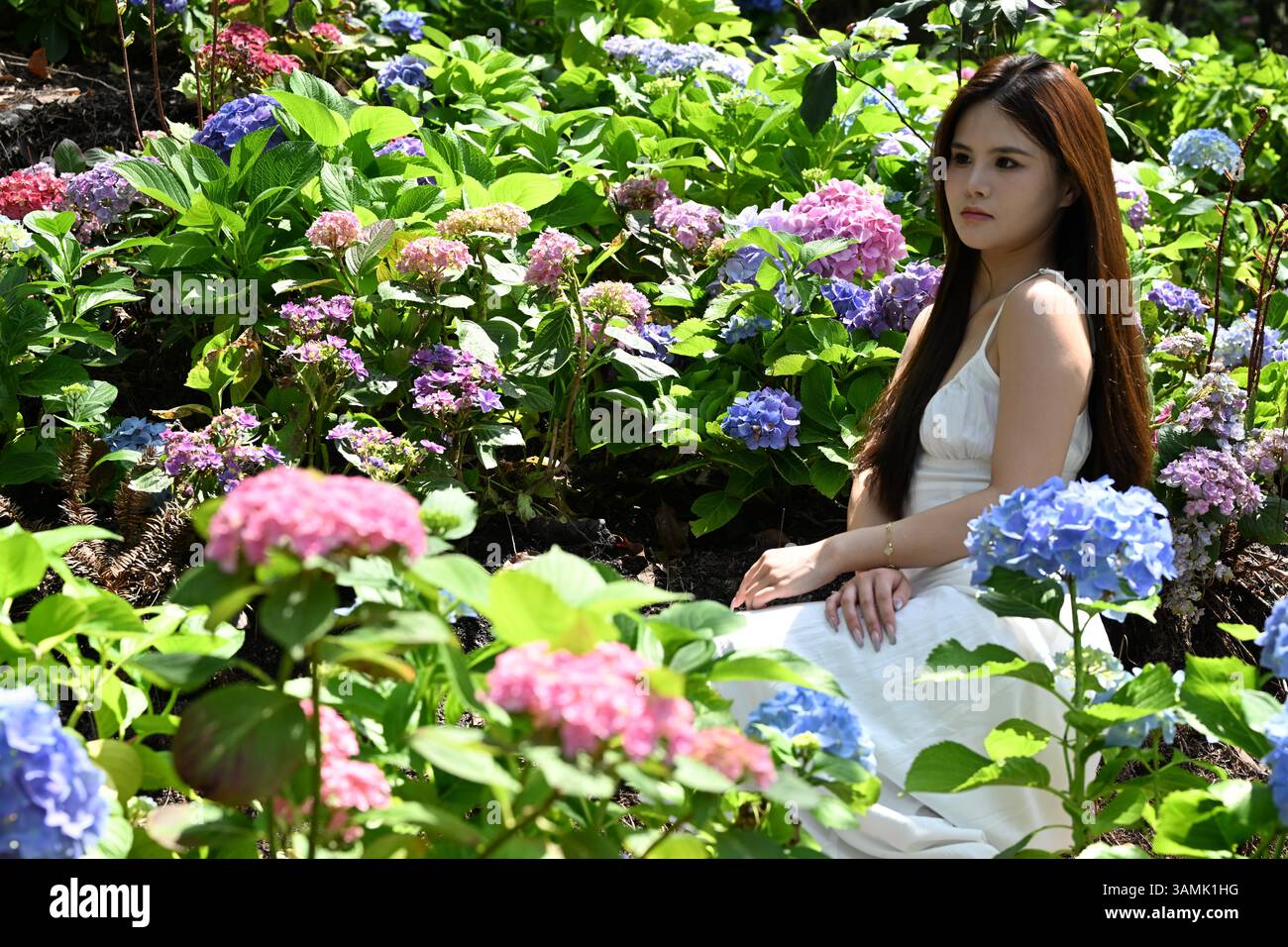 Colorful hydrangea flowers bloom in Chongqing, China, 10 April, 2025 ...