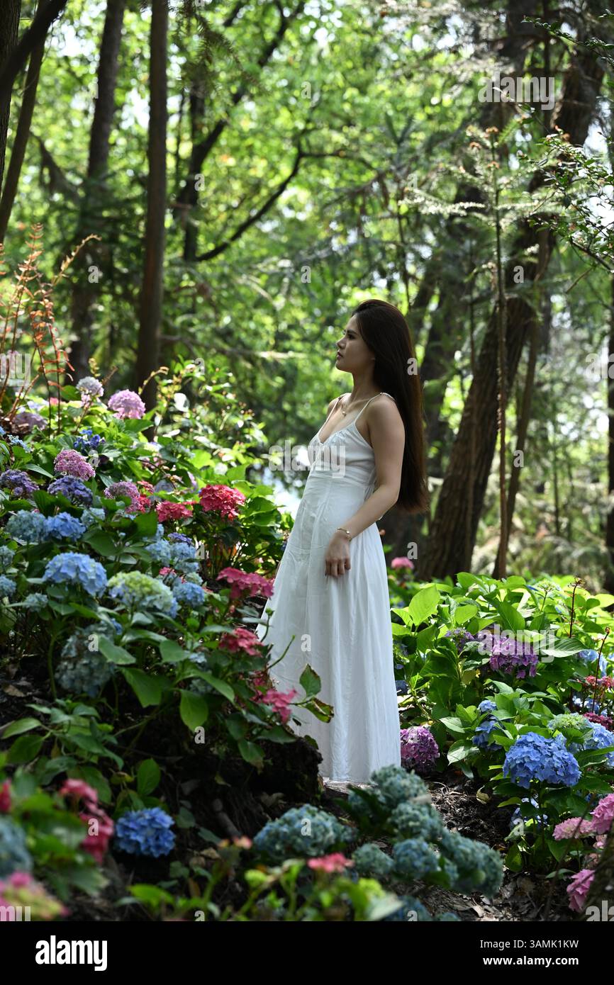 Colorful hydrangea flowers bloom in Chongqing, China, 10 April, 2025 ...
