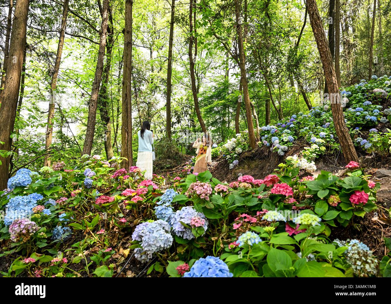 Colorful hydrangea flowers bloom in Chongqing, China, 10 April, 2025 ...