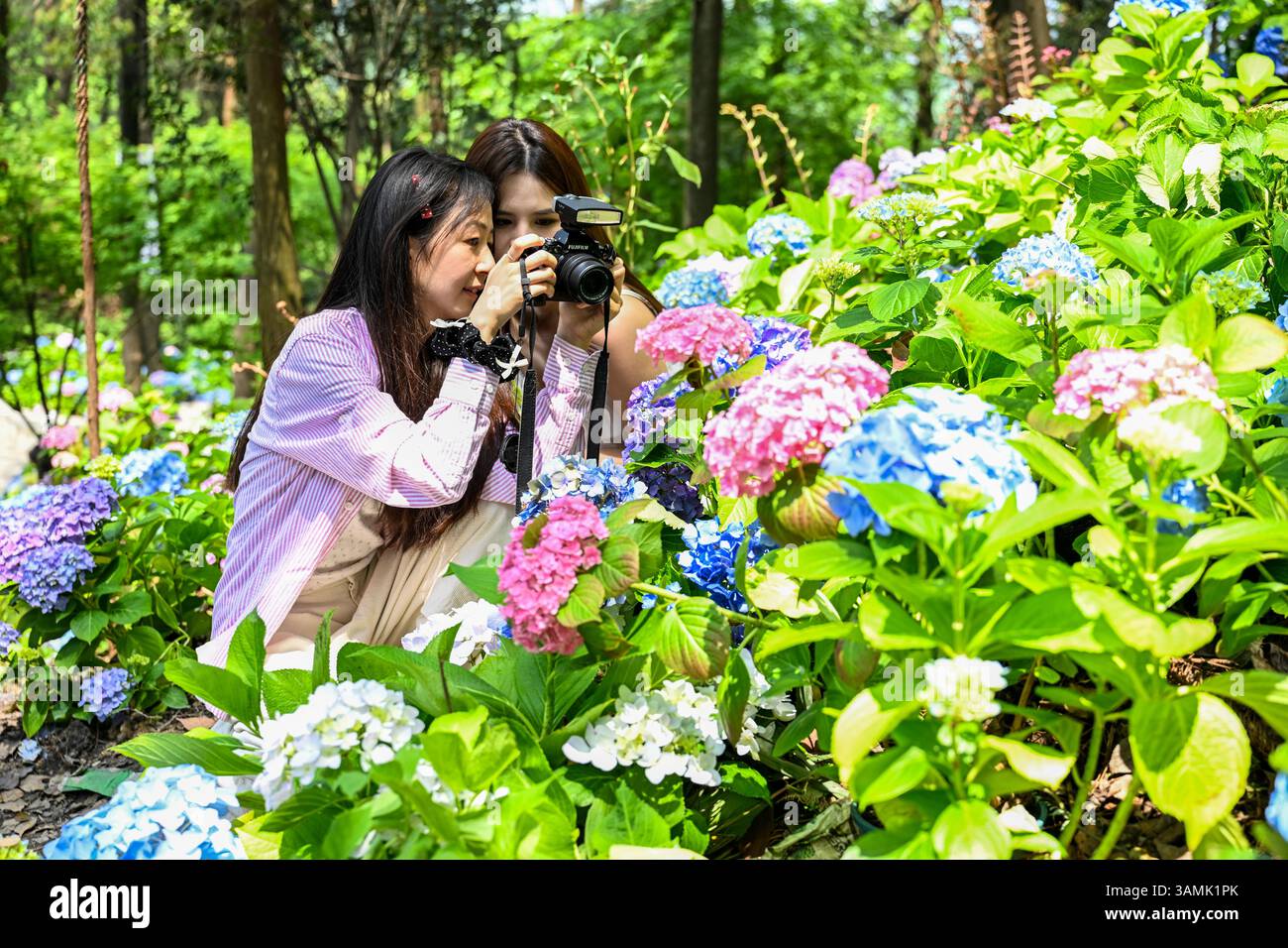 Colorful hydrangea flowers bloom in Chongqing, China, 10 April, 2025 ...