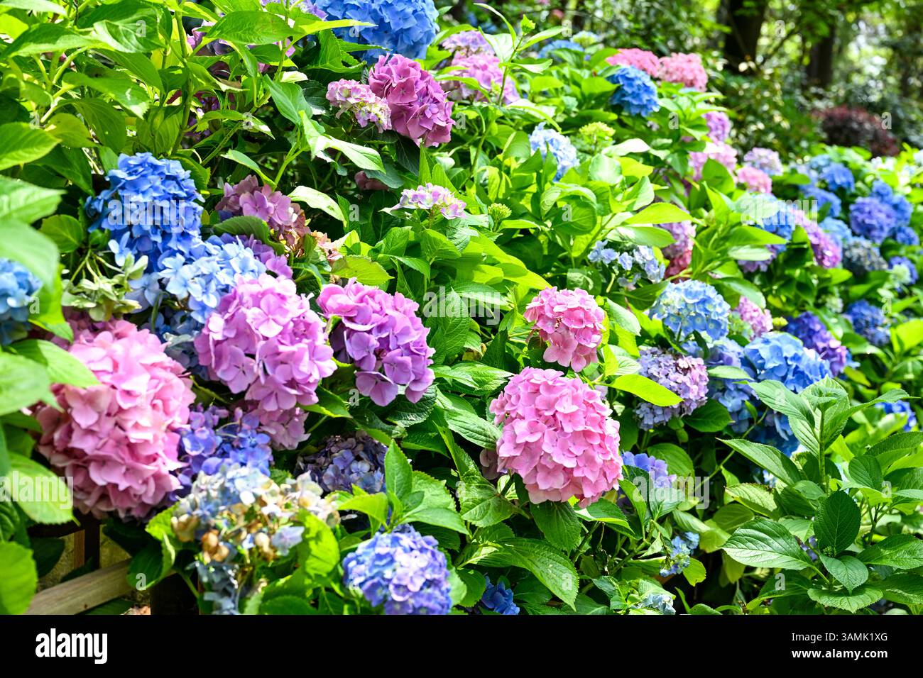 Colorful hydrangea flowers bloom in Chongqing, China, 10 April, 2025 ...