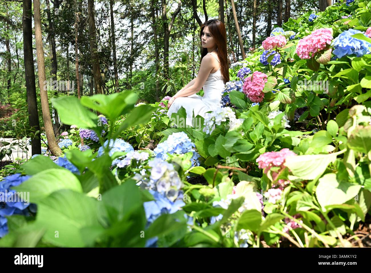 Colorful hydrangea flowers bloom in Chongqing, China, 10 April, 2025 ...