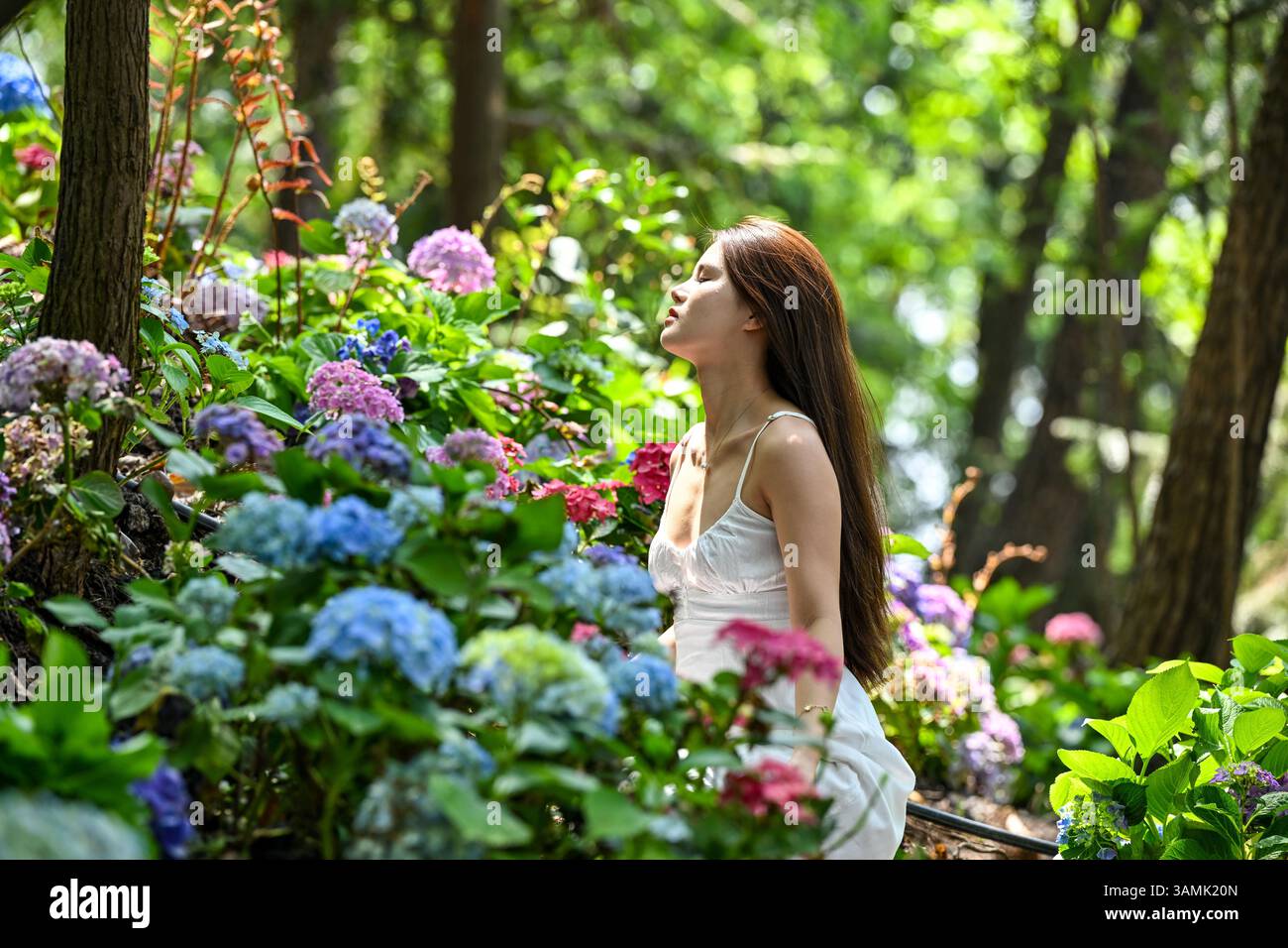 Colorful hydrangea flowers bloom in Chongqing, China, 10 April, 2025 ...
