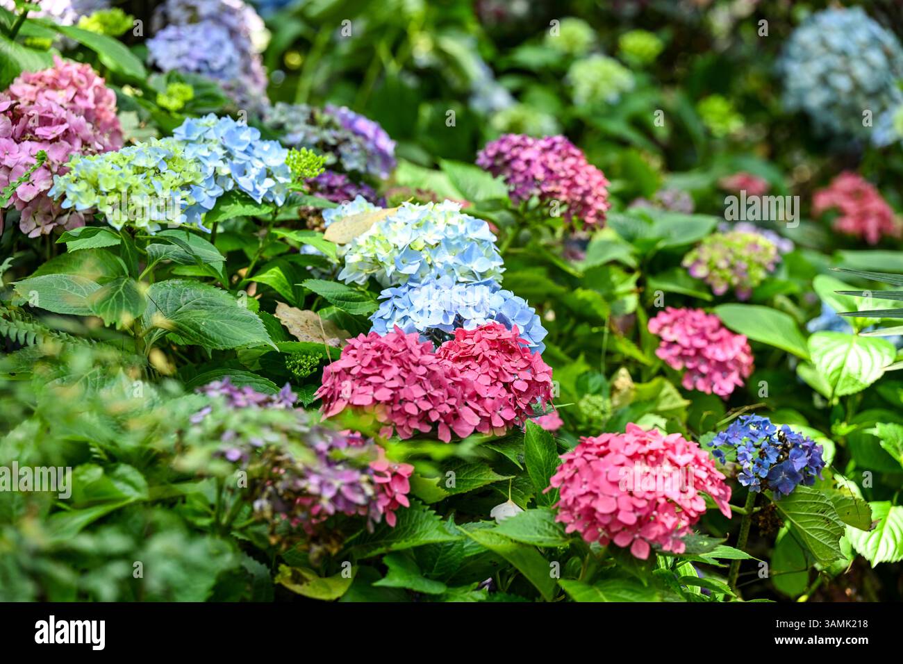 Colorful hydrangea flowers bloom in Chongqing, China, 10 April, 2025 ...