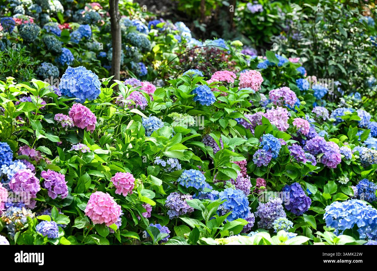 Colorful hydrangea flowers bloom in Chongqing, China, 10 April, 2025 ...