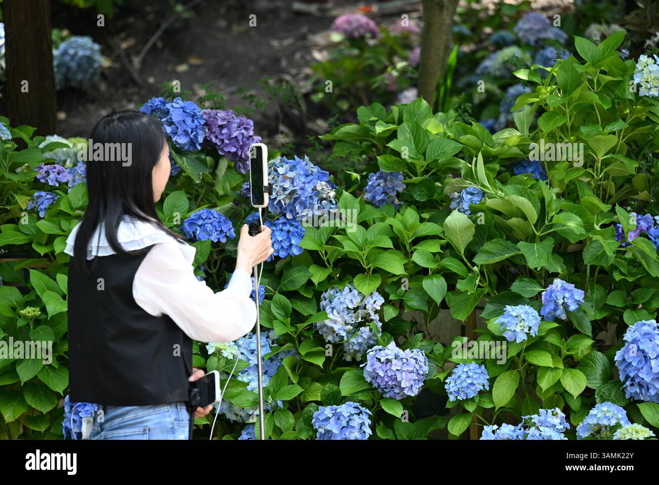 Colorful hydrangea flowers bloom in Chongqing, China, 10 April, 2025 ...
