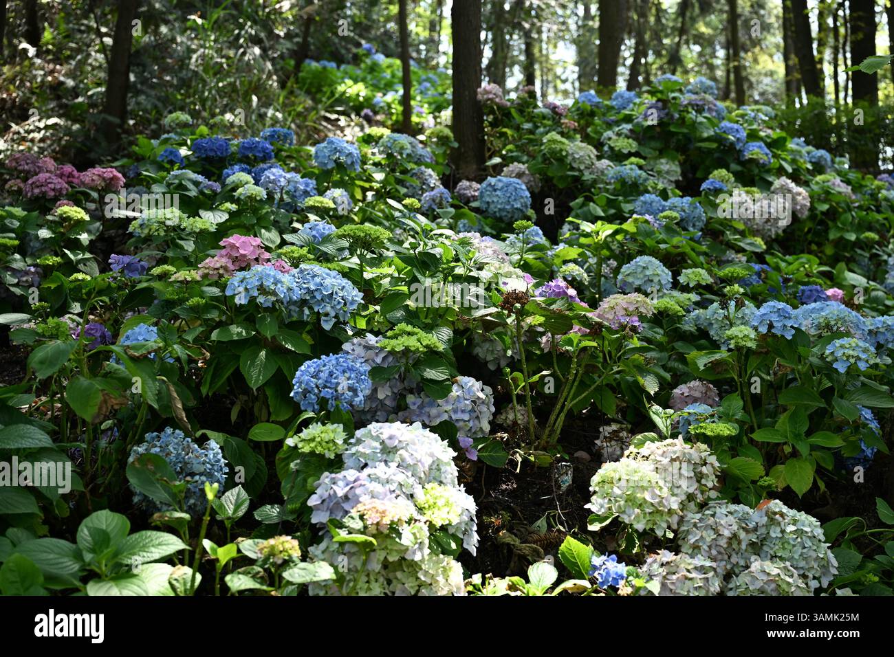 Colorful hydrangea flowers bloom in Chongqing, China, 10 April, 2025 ...