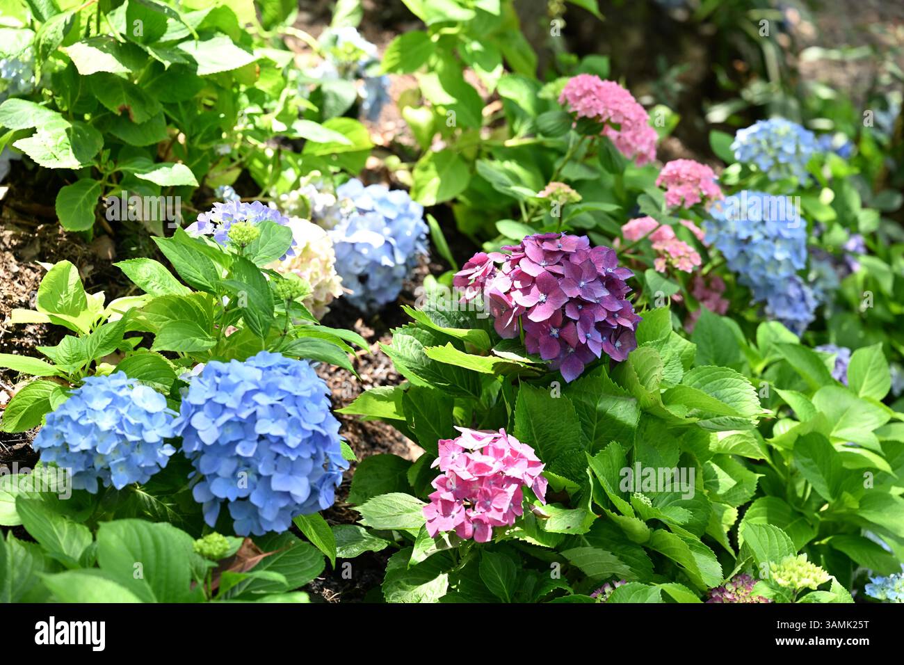 Colorful hydrangea flowers bloom in Chongqing, China, 10 April, 2025 ...