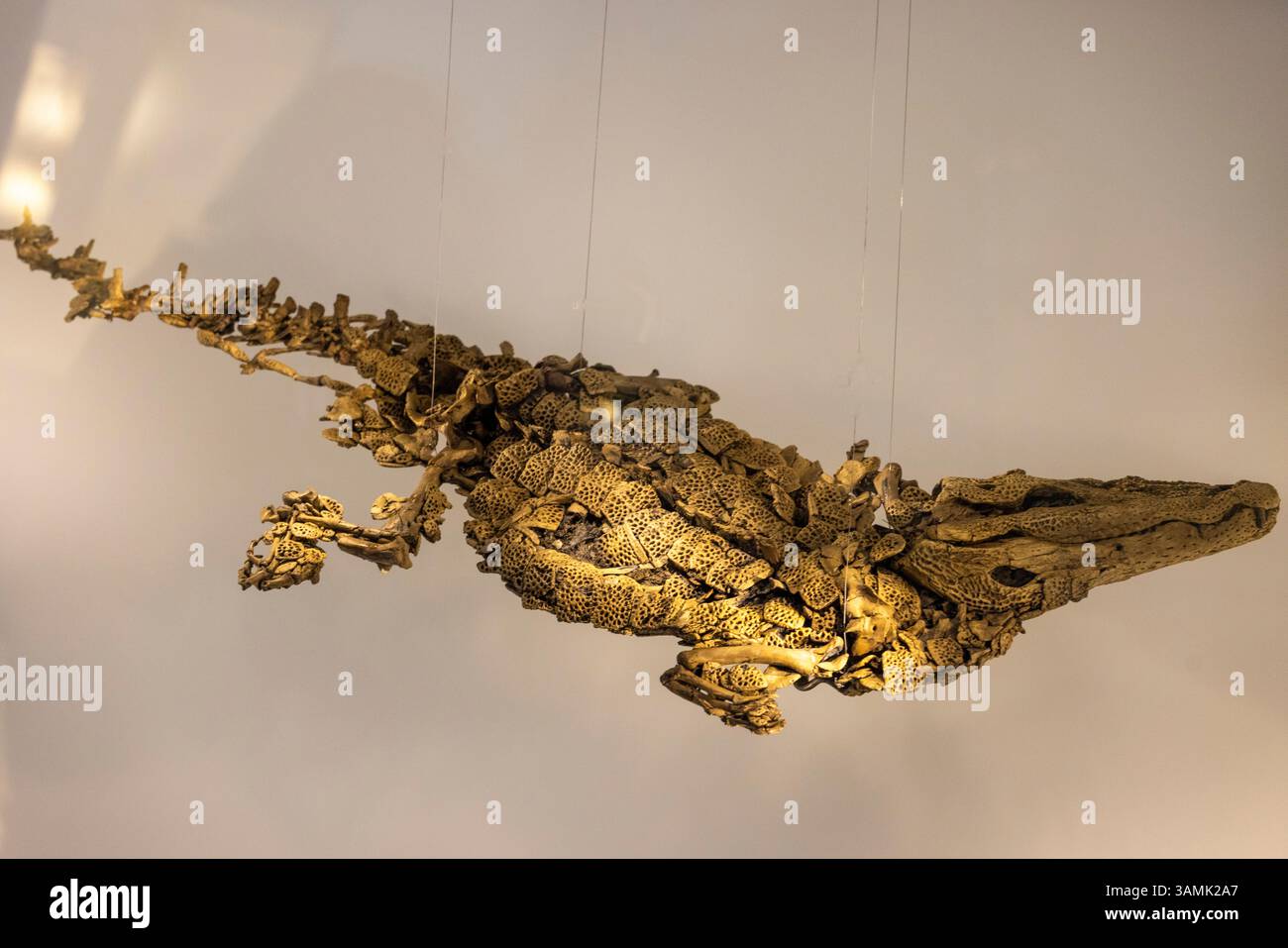 Messel, Germany. 11th Apr, 2025. The discovery of a young crocodile is ...