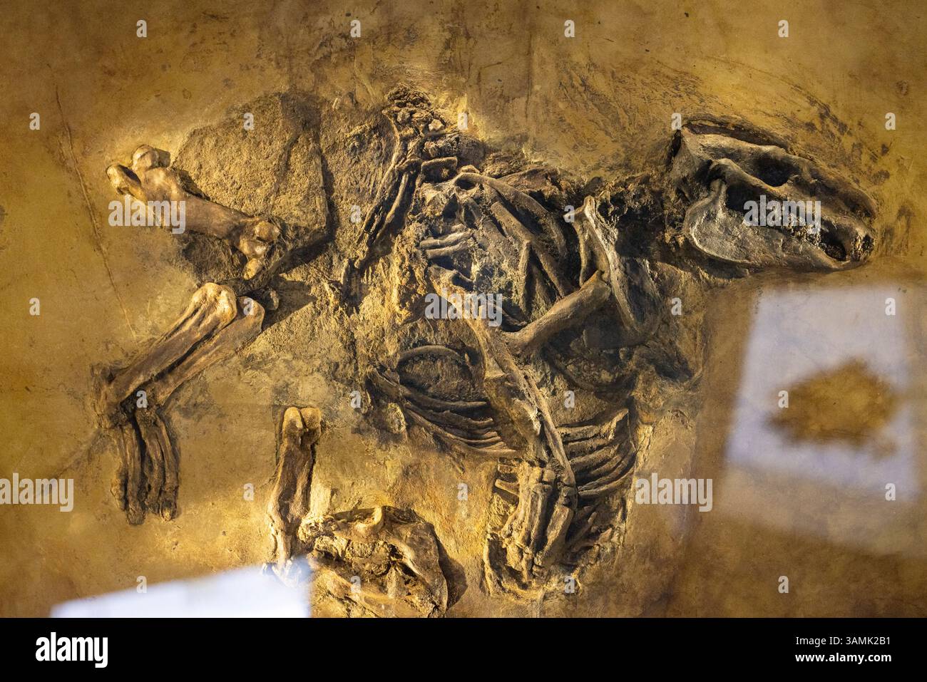 Messel, Germany. 11th Apr, 2025. A prehistoric horse is one of the ...