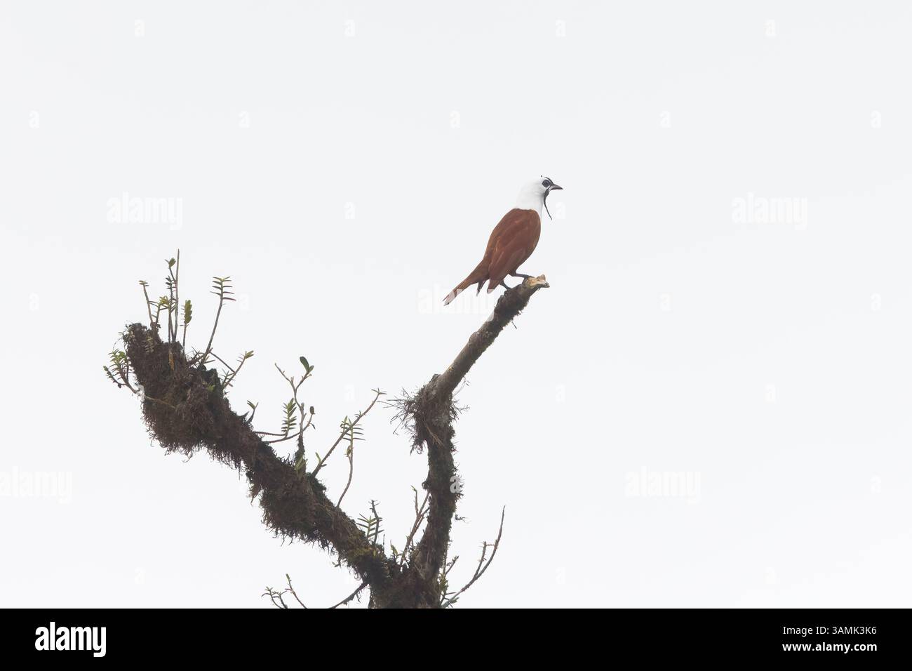 Three wattled bellbird hi-res stock photography and images - Alamy