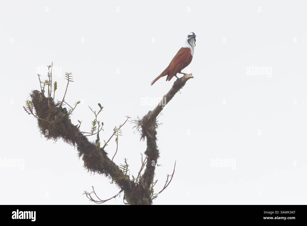 Male bellbird hi-res stock photography and images - Alamy