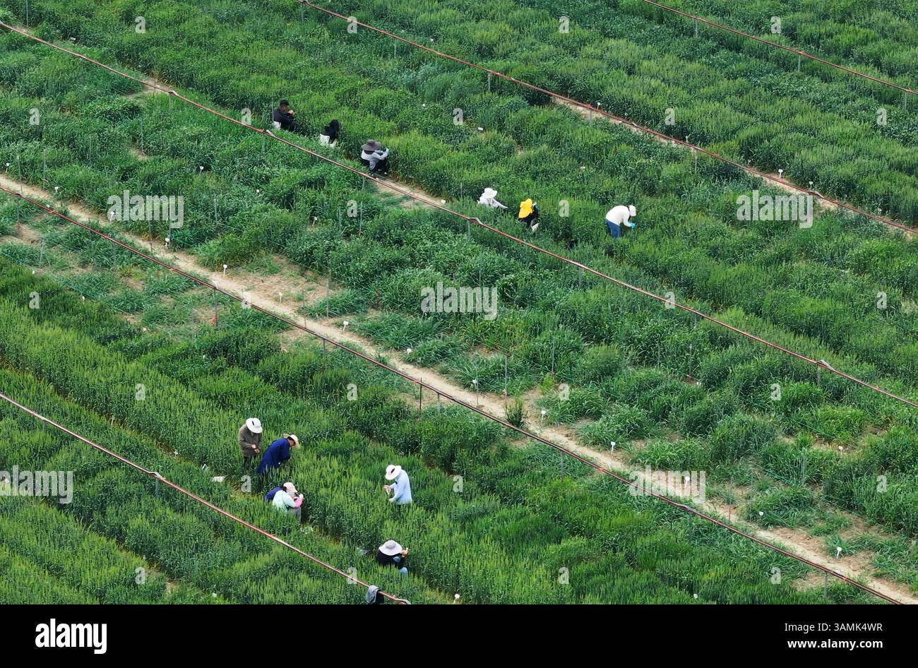 Aerial photo shows farmers working in the field in Yangzhou City, east ...