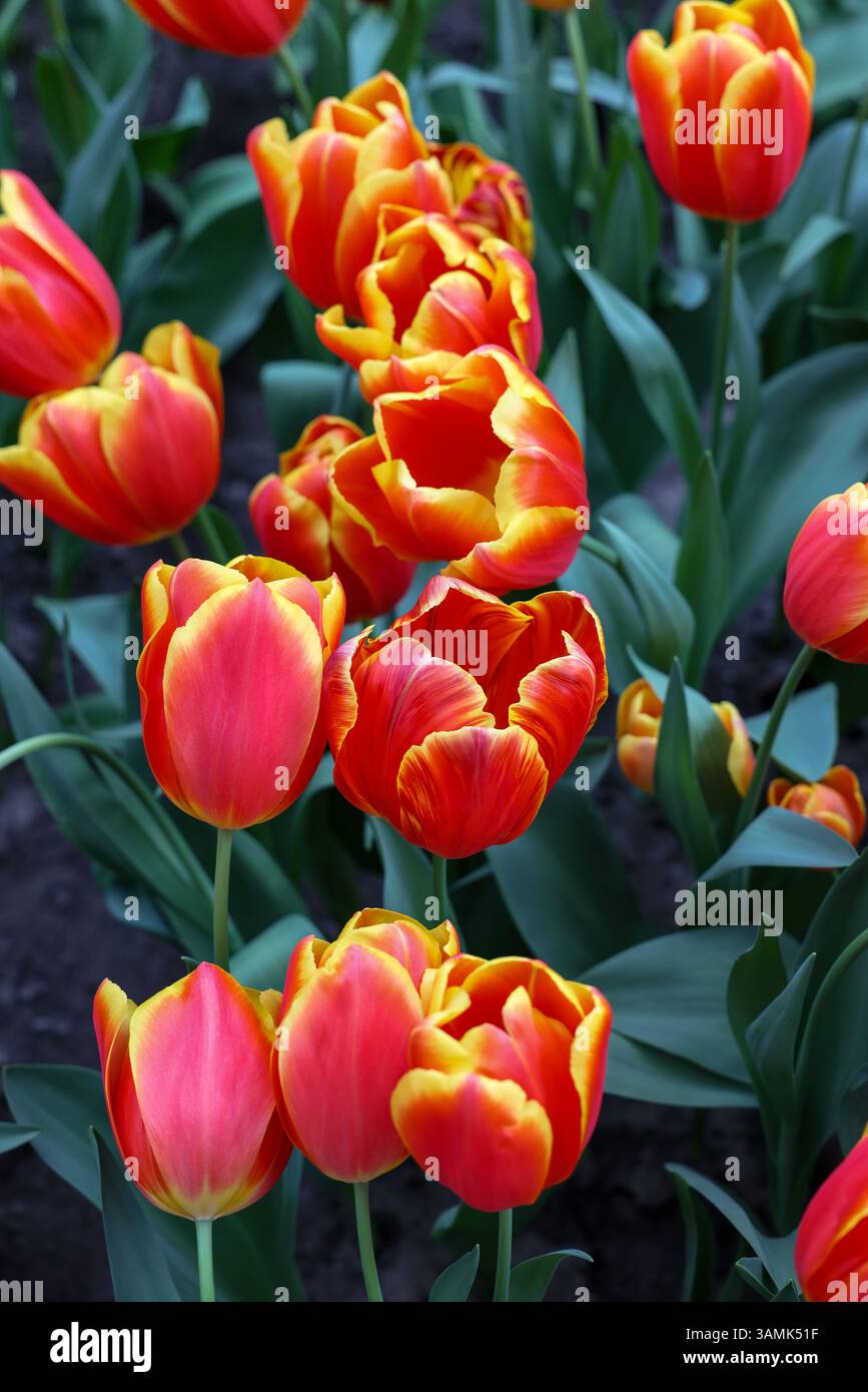 Colorful tulip called Choice, Triumph group. Tulips are divided into ...