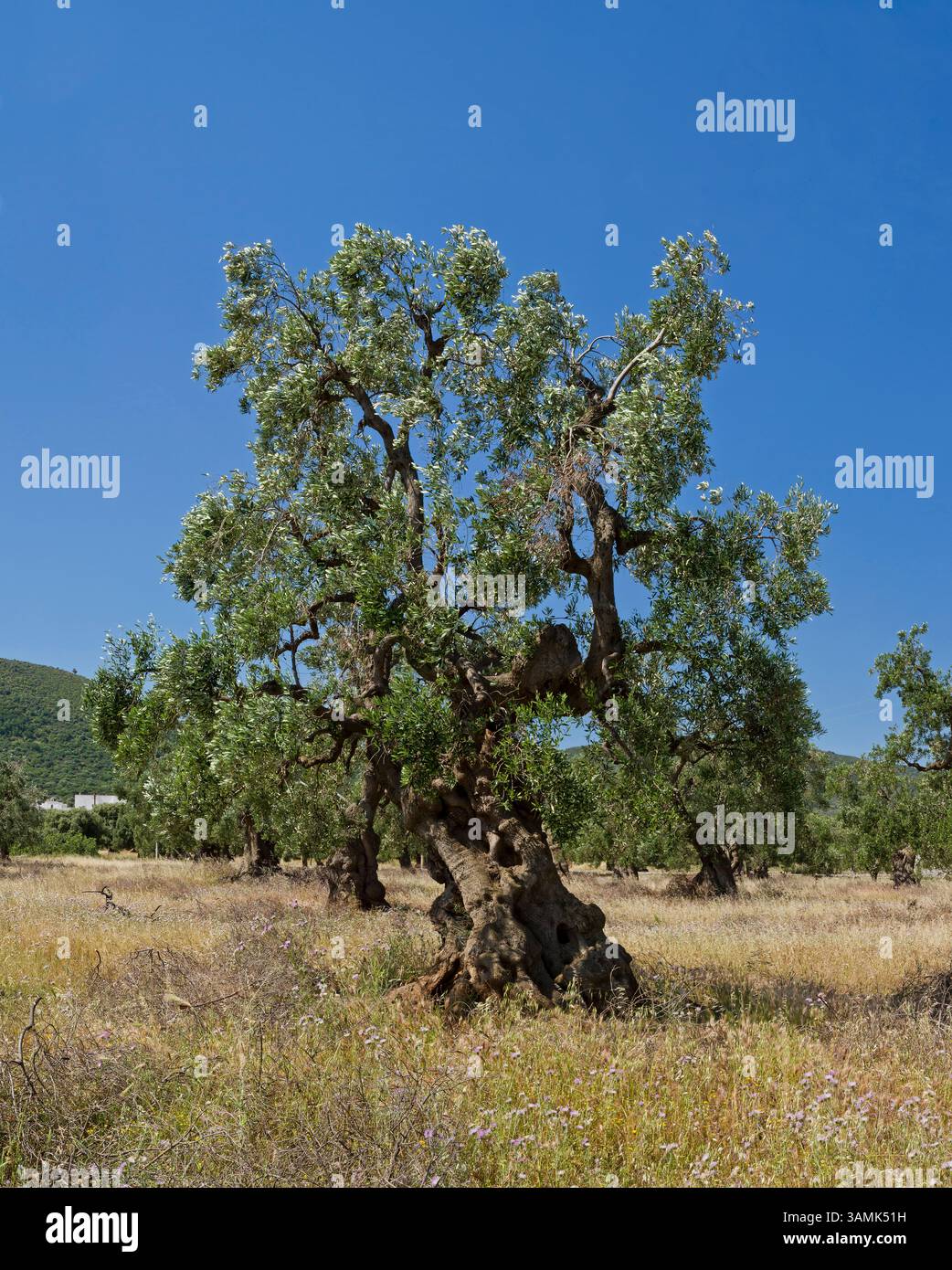 Olive tree pu hi-res stock photography and images - Alamy