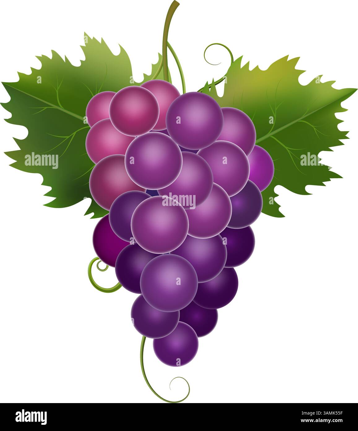 3d grapes bunch Stock Vector Image & Art - Alamy