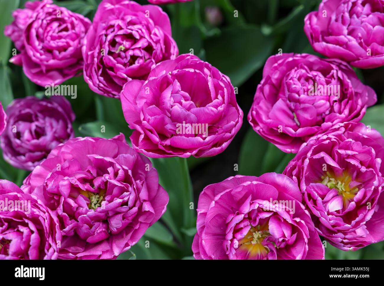 Tulip called Chiara, Double Late group. Tulips are divided into groups ...