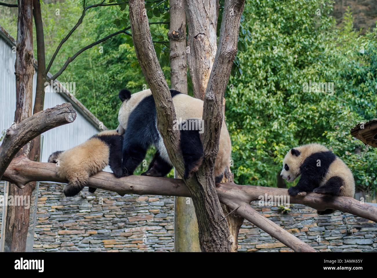 Giant pandas enjoy spring time at the Wolong Giant Panda Nature Reserve ...