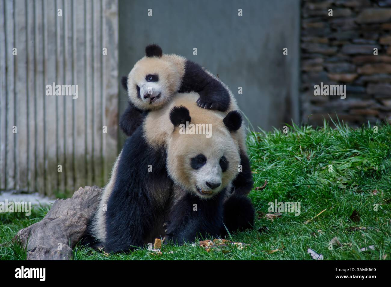 Giant pandas enjoy spring time at the Wolong Giant Panda Nature Reserve ...