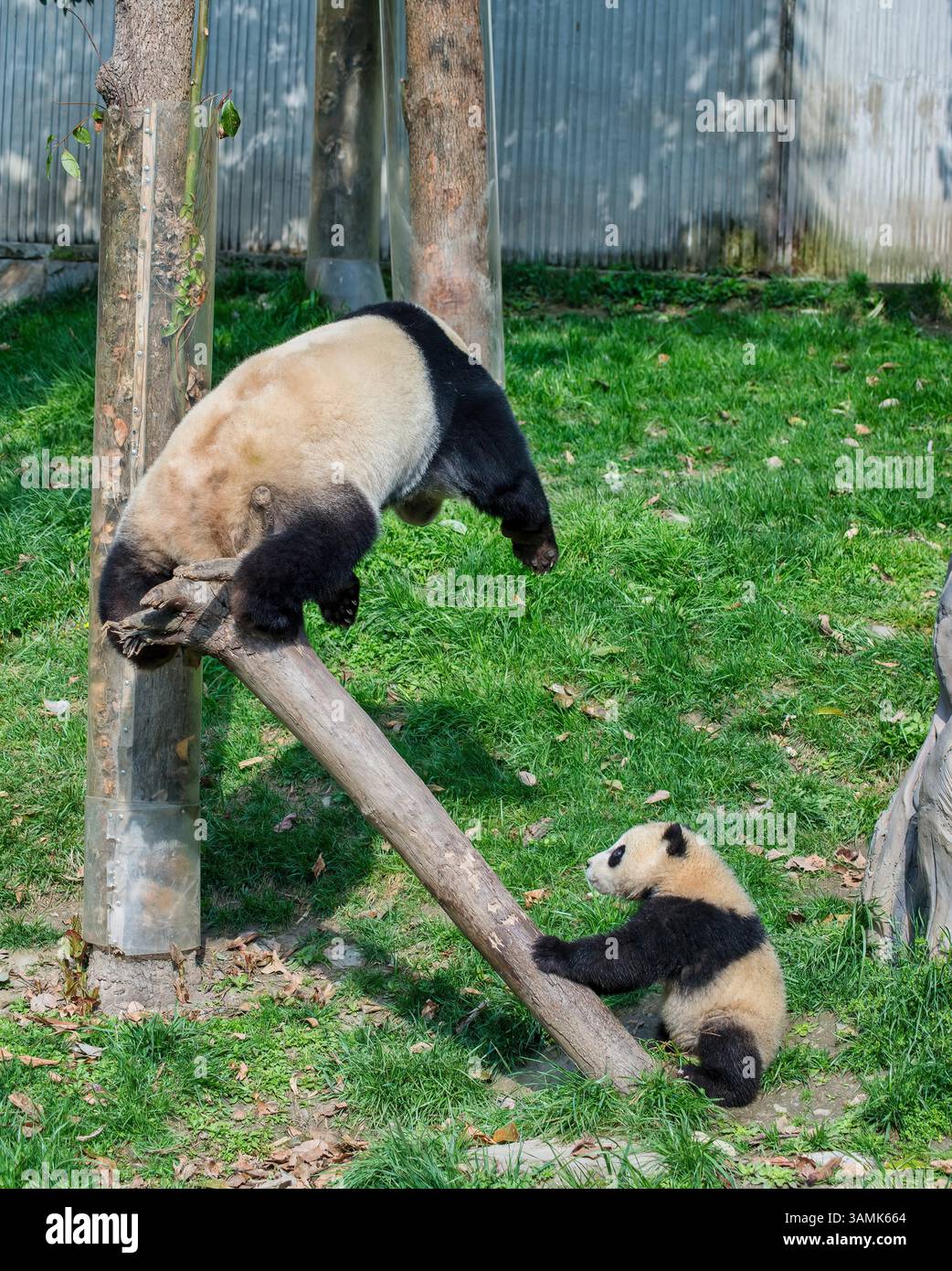 Giant pandas enjoy spring time at the Wolong Giant Panda Nature Reserve ...