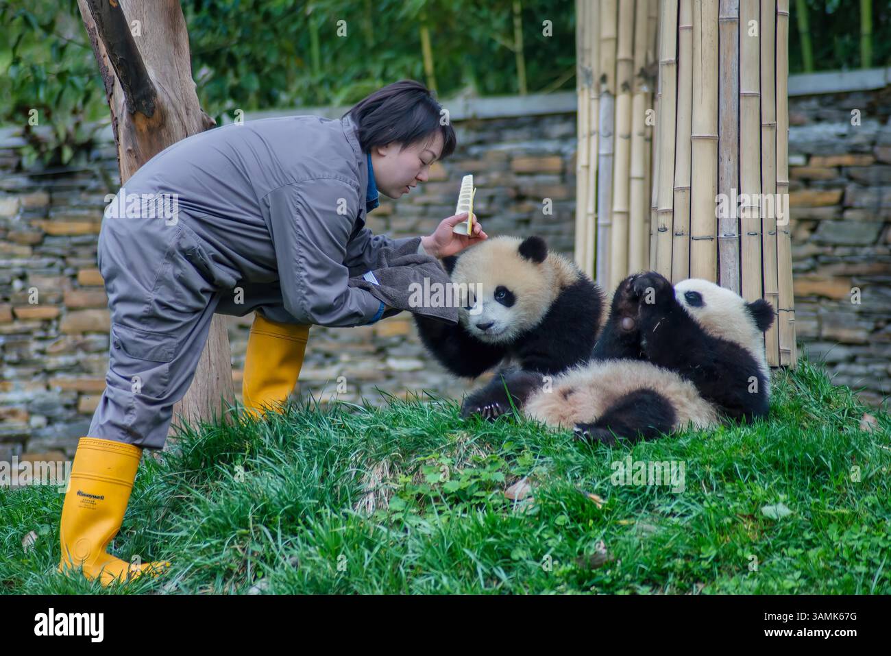 Giant pandas enjoy spring time at the Wolong Giant Panda Nature Reserve ...