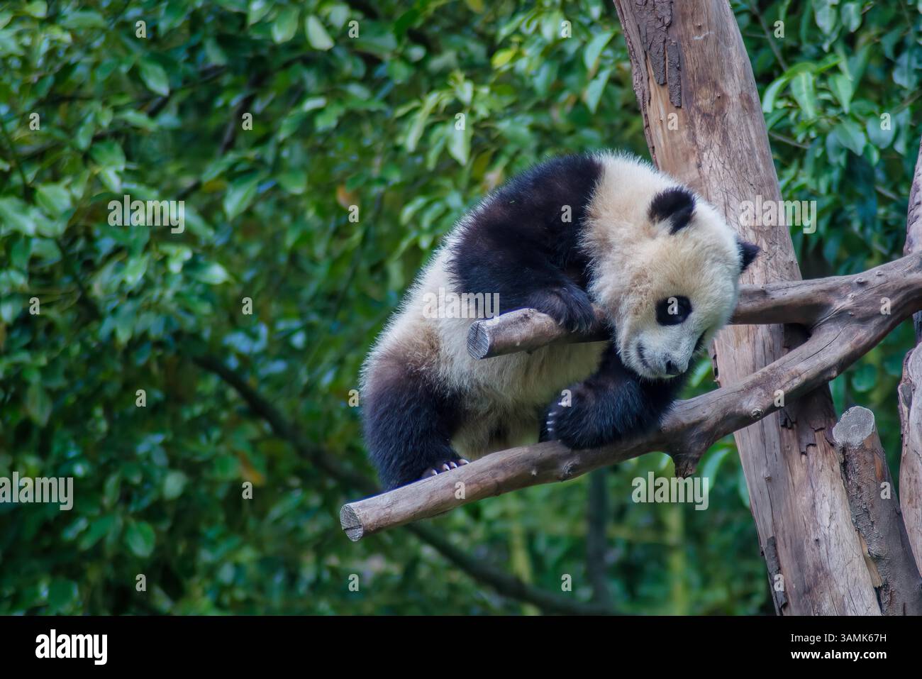 Giant pandas enjoy spring time at the Wolong Giant Panda Nature Reserve ...
