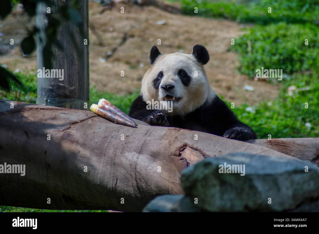 Giant pandas enjoy spring time at the Wolong Giant Panda Nature Reserve ...