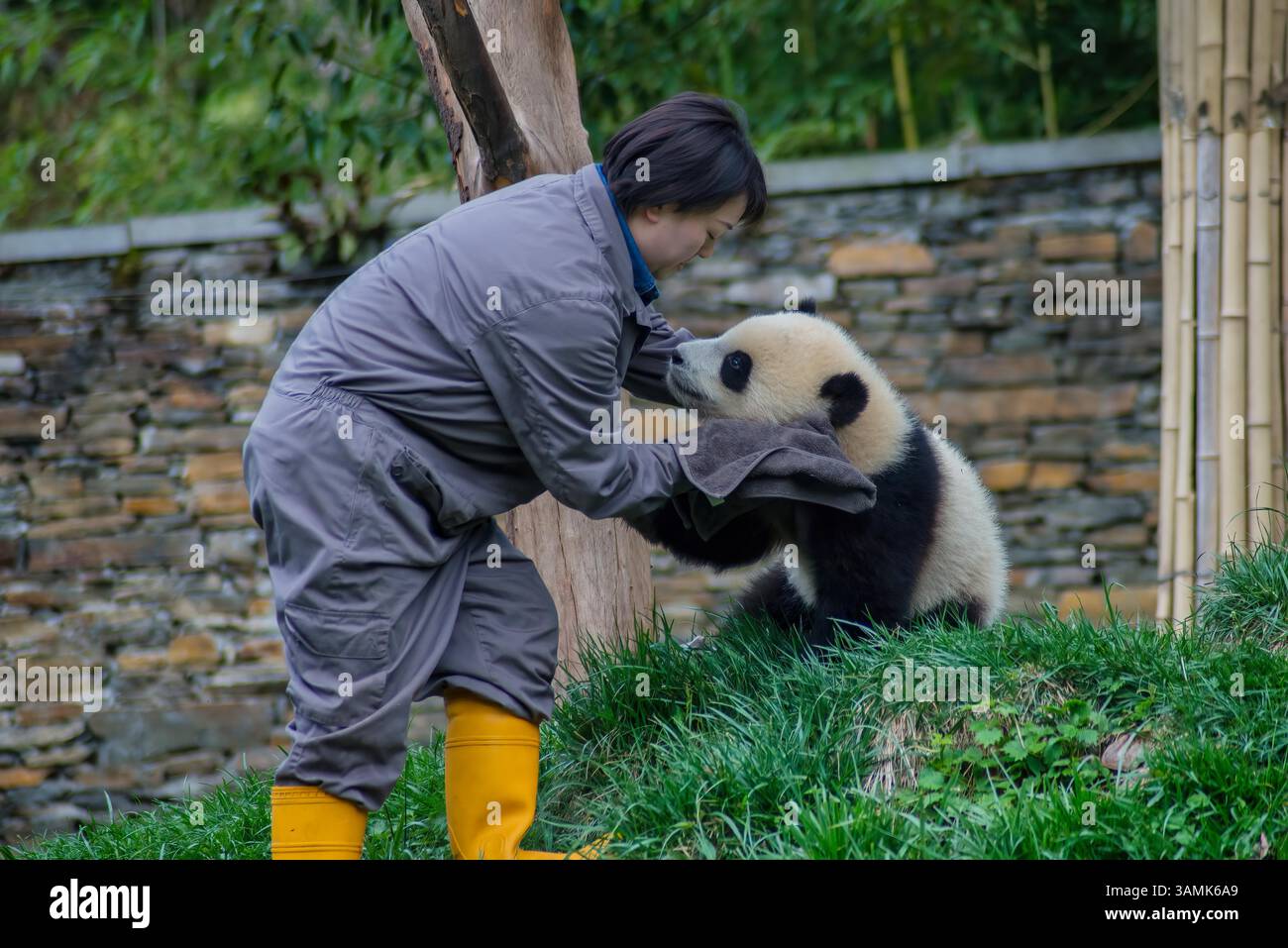 Giant pandas enjoy spring time at the Wolong Giant Panda Nature Reserve ...