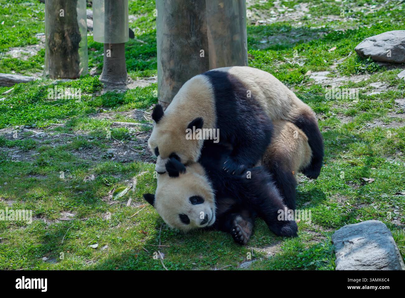Giant pandas enjoy spring time at the Wolong Giant Panda Nature Reserve ...