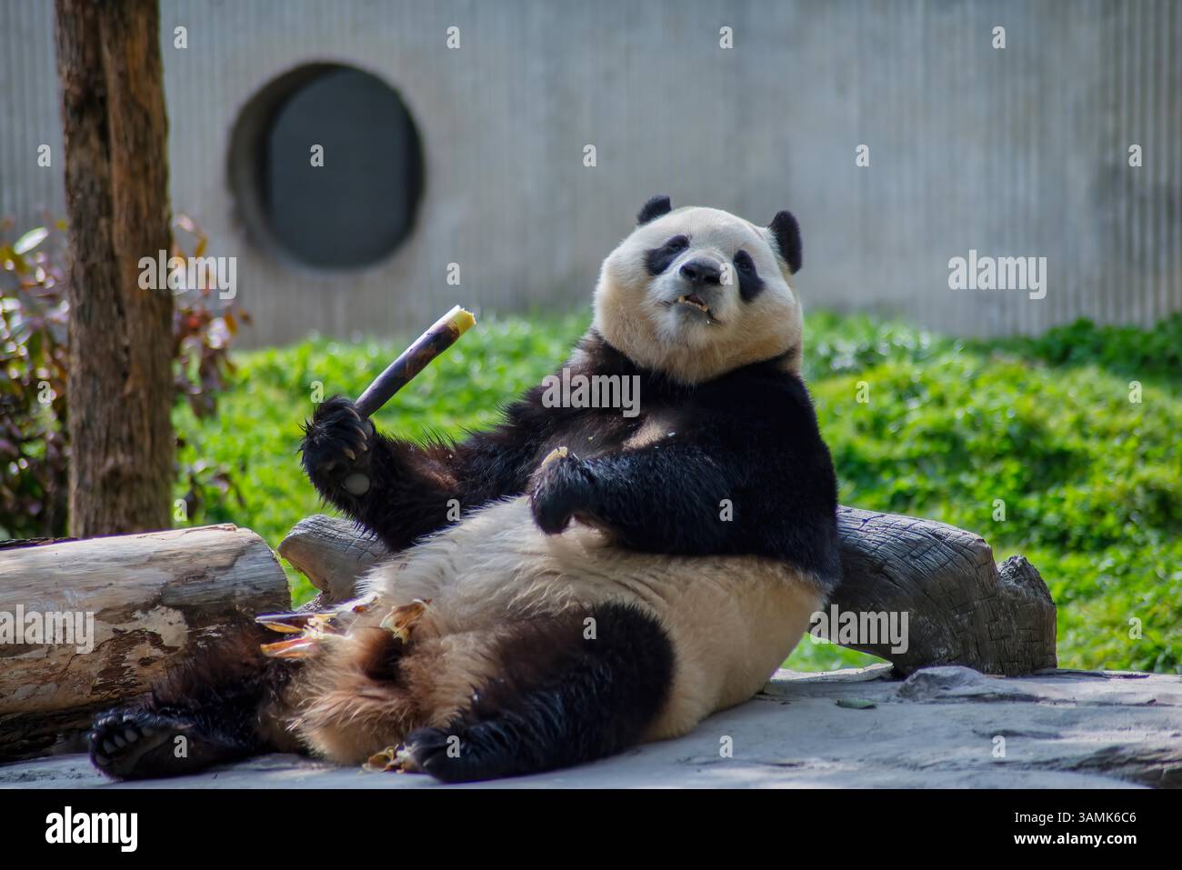Giant pandas enjoy spring time at the Wolong Giant Panda Nature Reserve ...