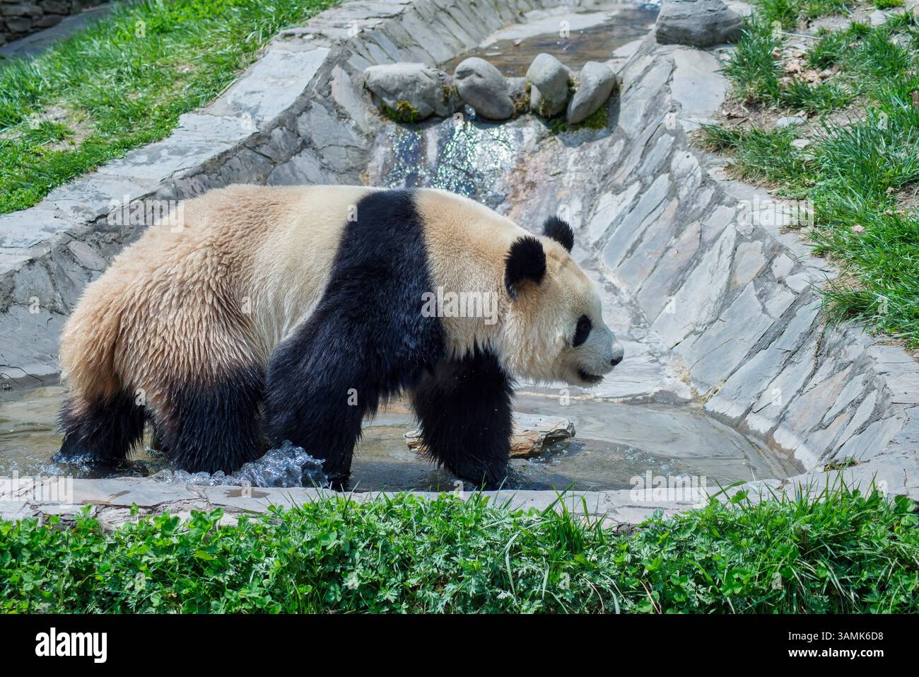 Giant pandas enjoy spring time at the Wolong Giant Panda Nature Reserve ...